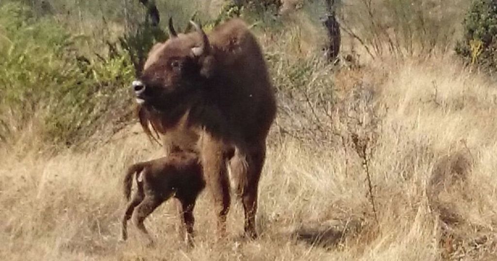Nace una segunda cría de bisonte europeo en Extremadura