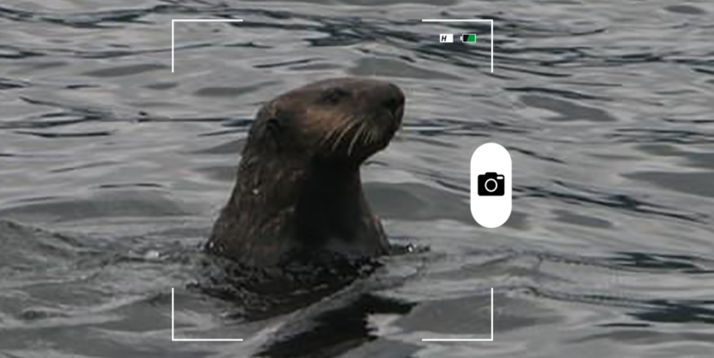 #Asíes... la nutria marina del sur - EFEverde