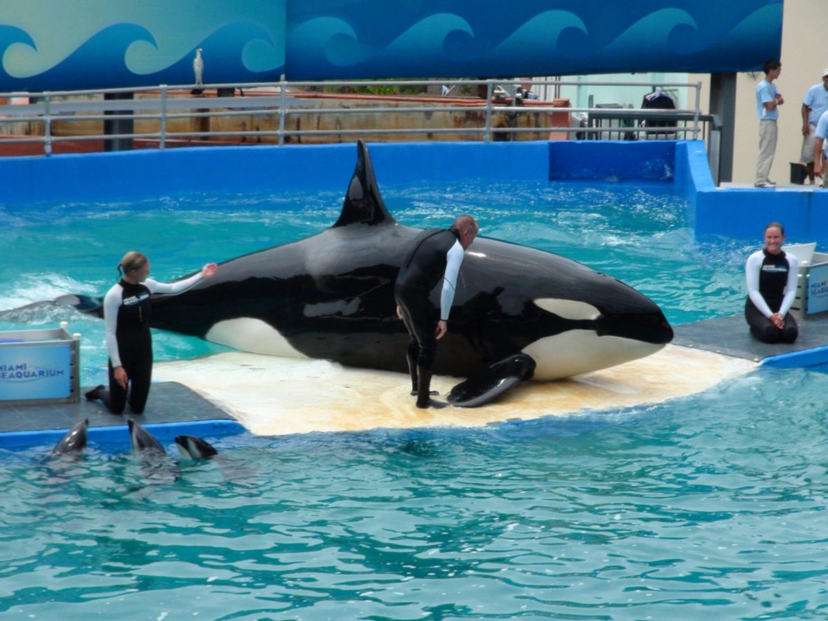 La ciudad de Miami Beach pide la libertad de la orca Lolita