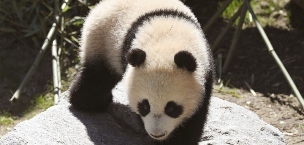 La reina Sofía amadrina a Chulina, la nueva osa panda del zoo de Madrid
