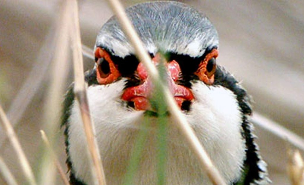 Nace la primera perdiz nival incubada artificialmente en un zoo de Japón