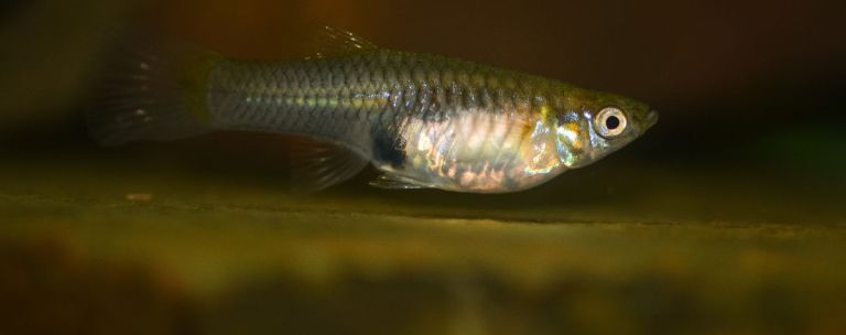 Aumenta la presencia de peces exóticos en los humedales de Canarias