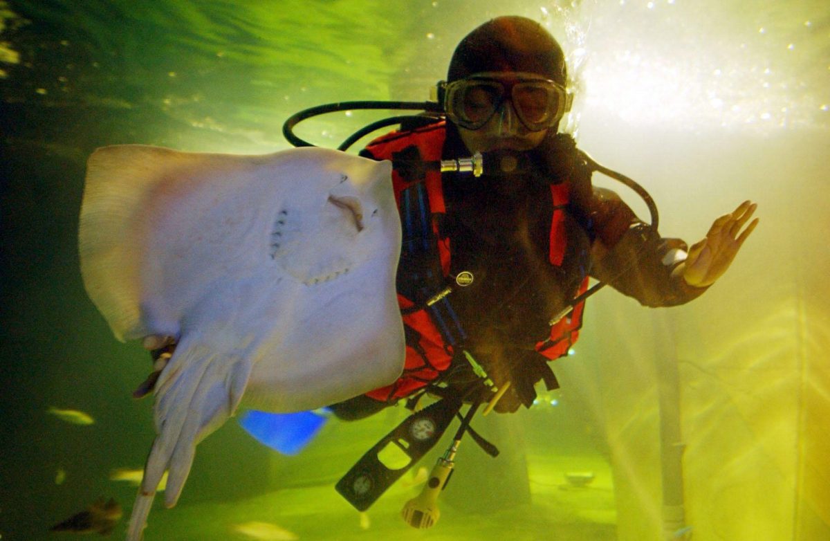 El pez raya, en peligro de extinción, tiene un primer refugio en Belice