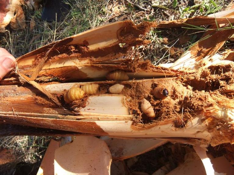 La vigilancia y la detección precoz, claves para combatir el picudo rojo