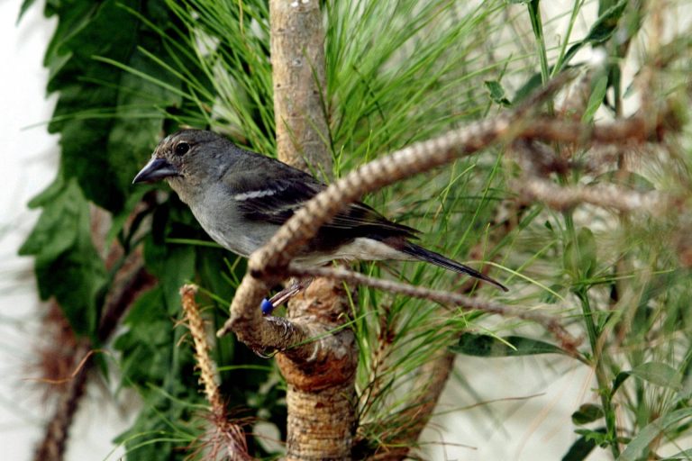 El pinzón azul de Gran Canaria geolocalizado por radiofrecuencia - EFEverde