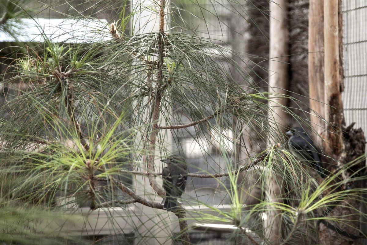 El pinzón azul va a tener más pinares donde vivir en Gran Canaria ...