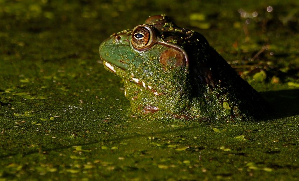 Uruguay empieza a luchar contra la invasora rana toro