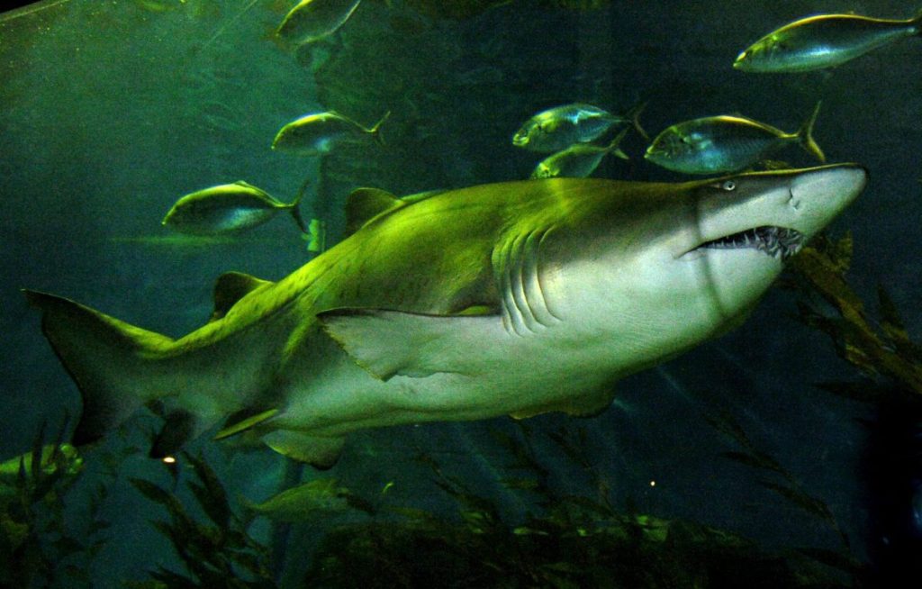 Menos ataques de tiburones, pese a elevada amenaza a su hábitat en 2016