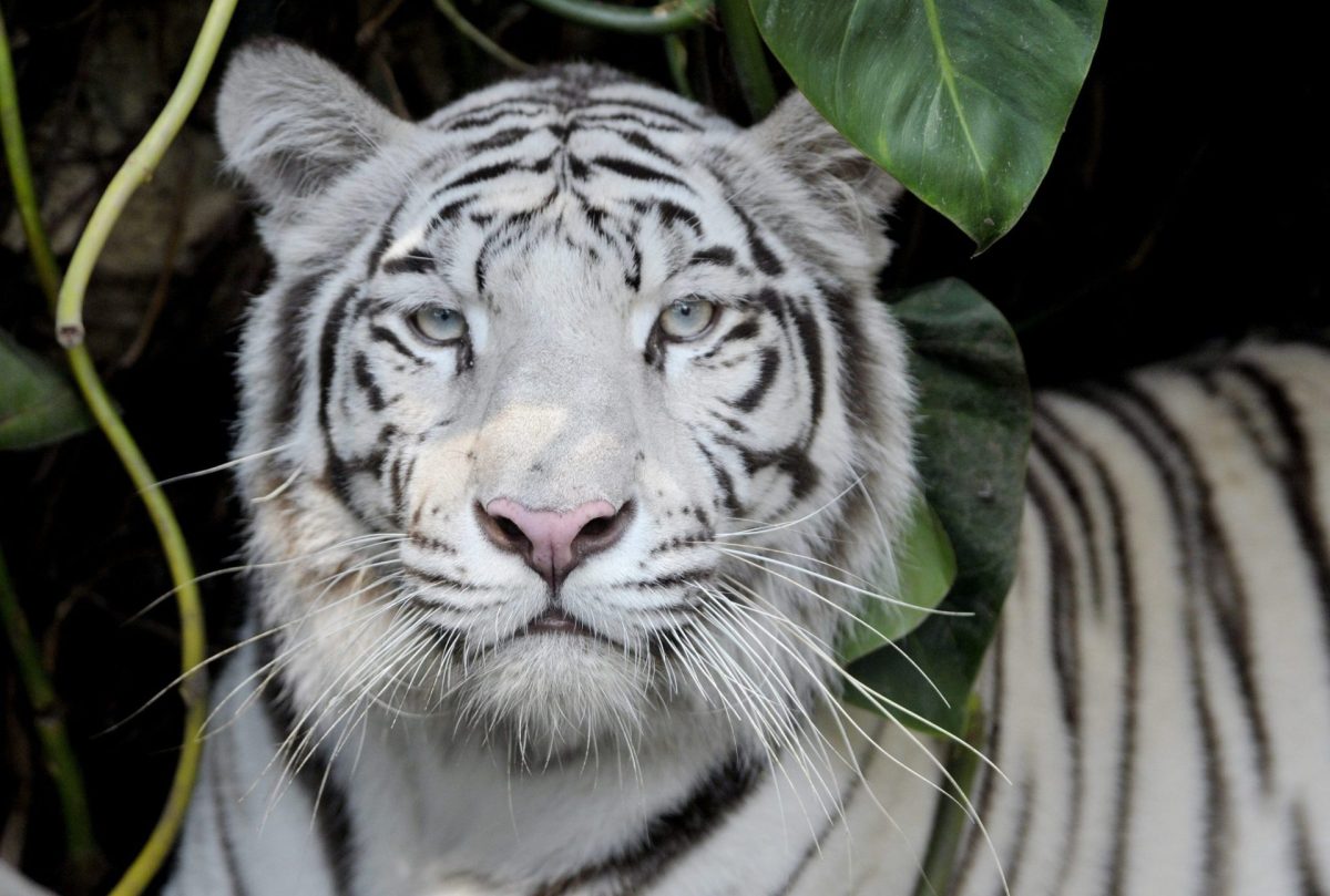 La personalidad de los animales, factor clave en la supervivencia ...