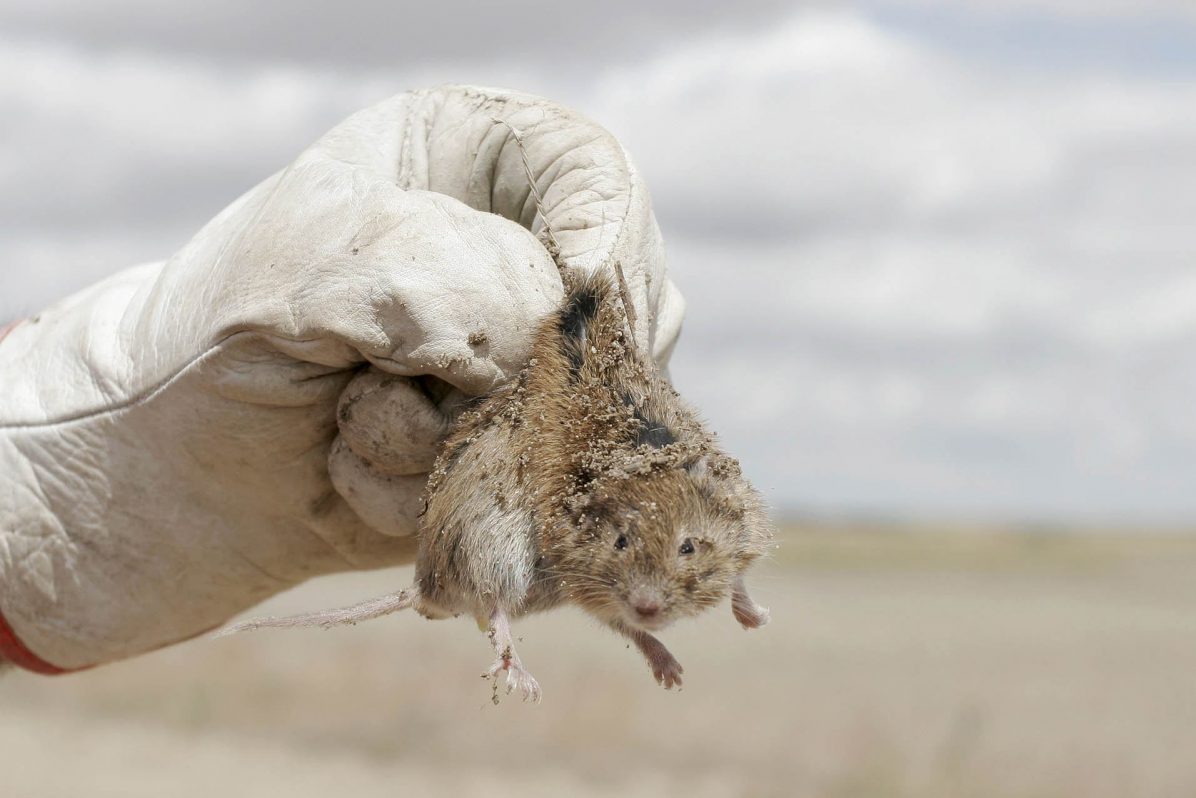 Programa Antídoto, contra bromadiolona para topillos en Castilla y León