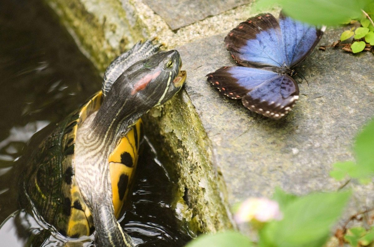 La tortuga de Florida, de mascota estrella a gran exótica invasora en ...