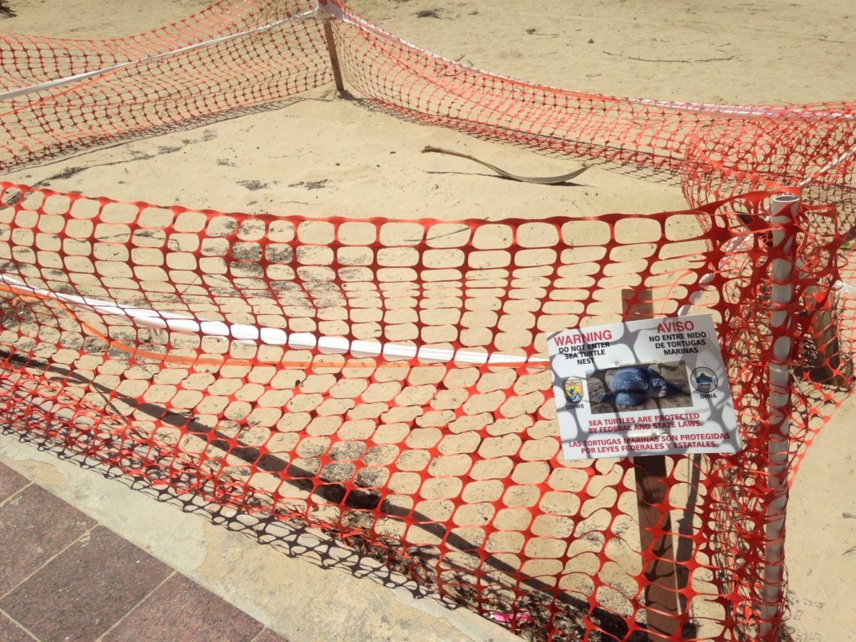 Empiezan a llegar las tortugas marinas a desovar a las playas de Puerto ...