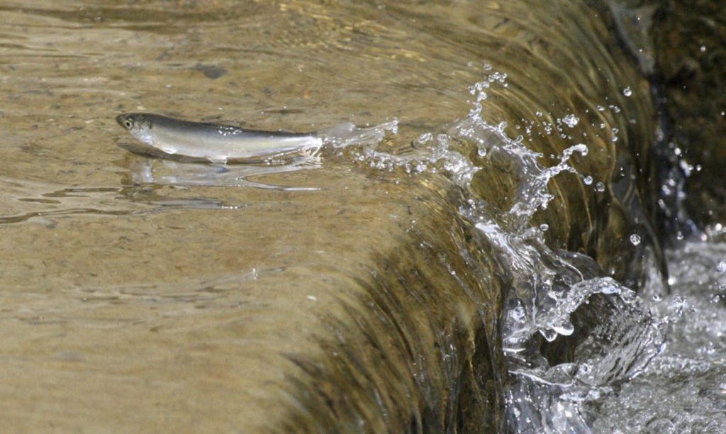 Sólo emigra el 5 % de las truchas de río - EFEverde