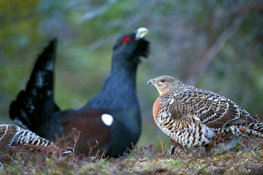 El urogallo lucha por su supervivencia