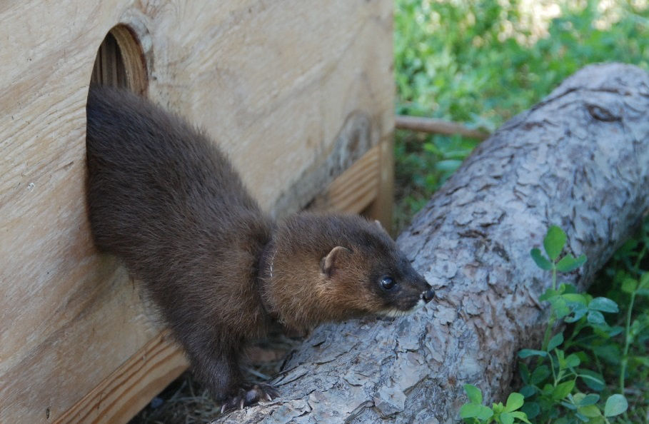Sueltan en La Rioja dos ejemplares de visón europeo criados en cautividad