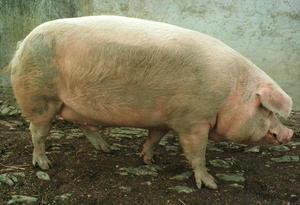 Historia de un cerdo - EFEverde