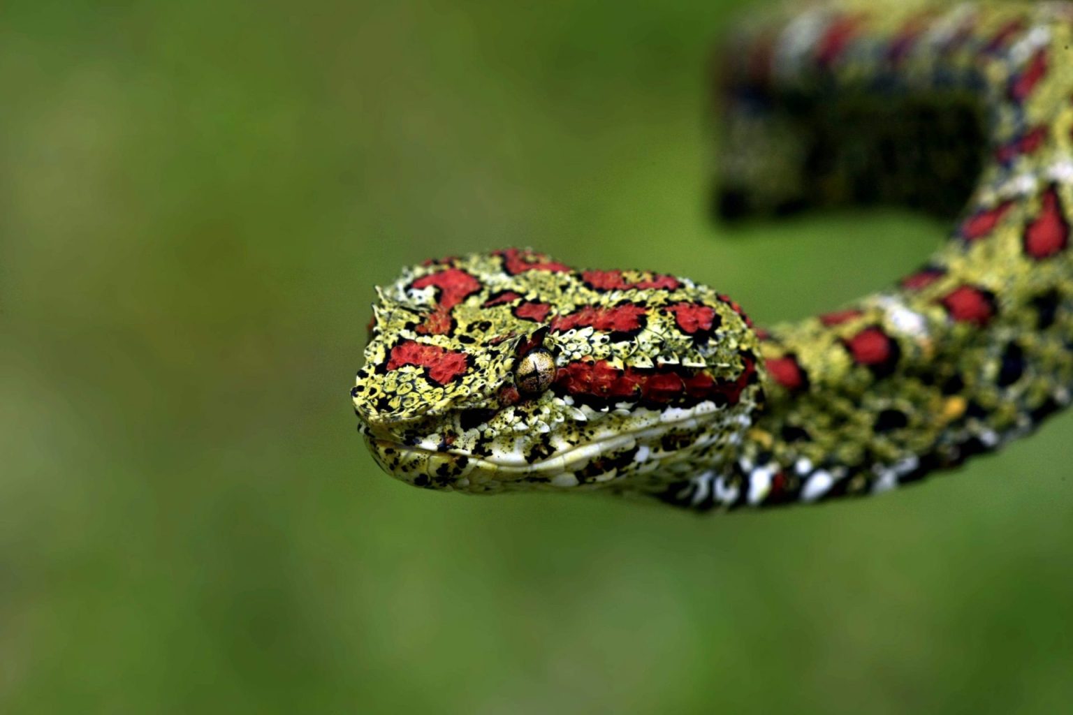 Ecuador: La odisea de 15 expertos contra las mordeduras de serpiente ...