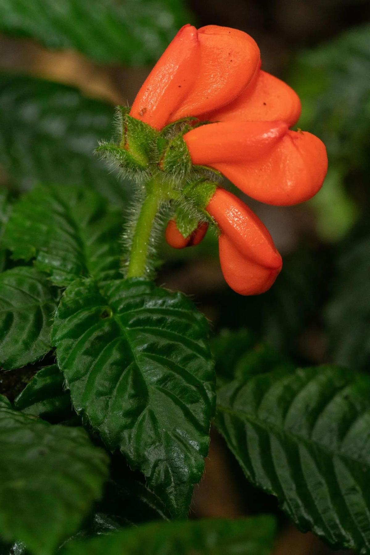 Redescubren en Ecuador una flor que se creía extinta