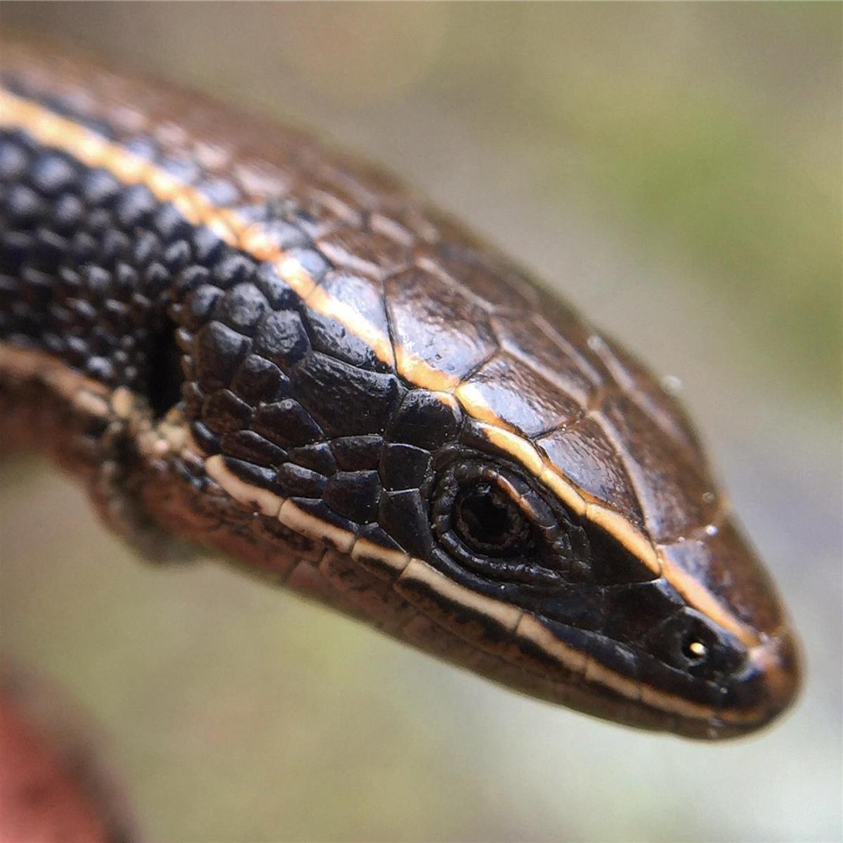 Reptiles pequeños amenazados por la urbanización y minería en América ...