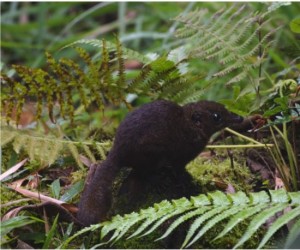 La tupaya de montaña, un pequeño mamífero que rompe reglas ecológicas ...