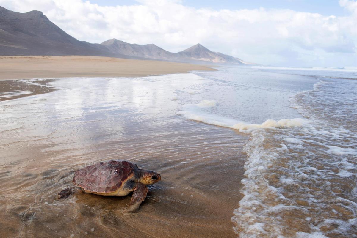 Nuevo proyecto pide ayuda ciudadana para el seguimiento de tortugas marinas