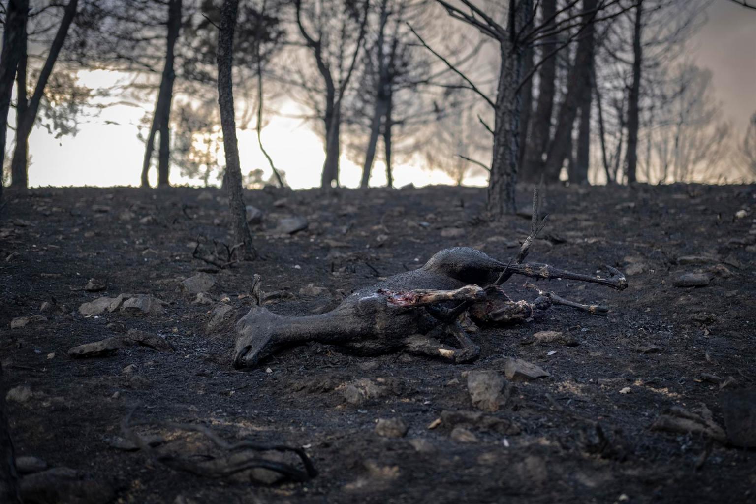 Animales, las víctimas "invisibles" de los incendios forestales - EFEverde