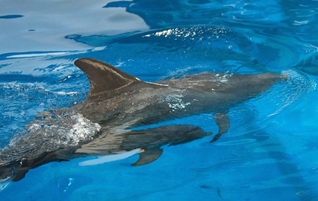 Obtienen imágenes de delfines alimentándose en redes de arrastre