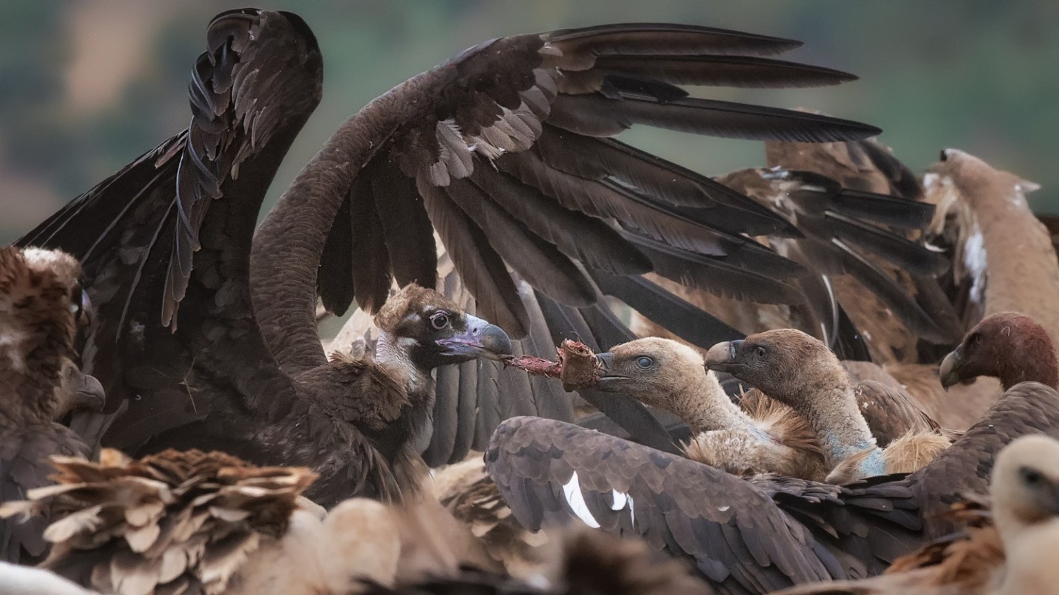 Buitres celebran su día con más efectivos a pesar de las amenazas