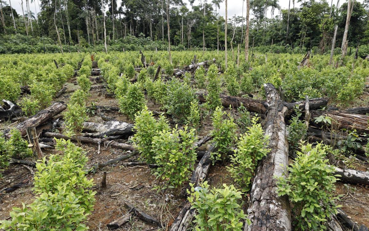 La deforestación, consecuencia del cultivo de coca en el Guaviare ...