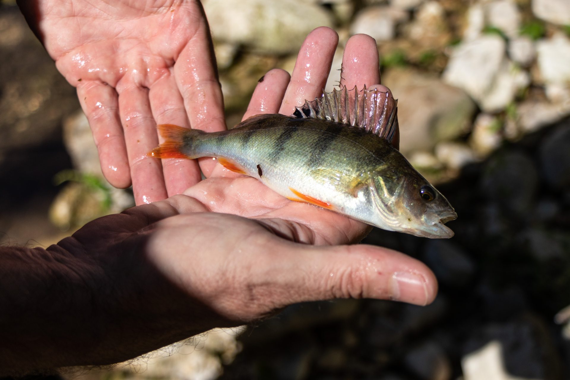 Prueban con éxito el uso de una presa móvil en un río para frenar el ...