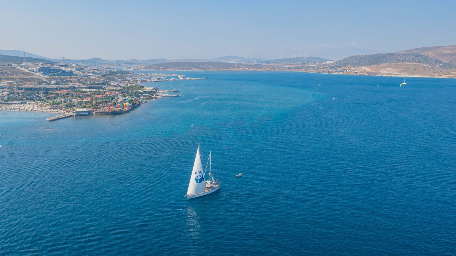 WWF realiza una campaña para la conservación de tiburones y rayas del ...