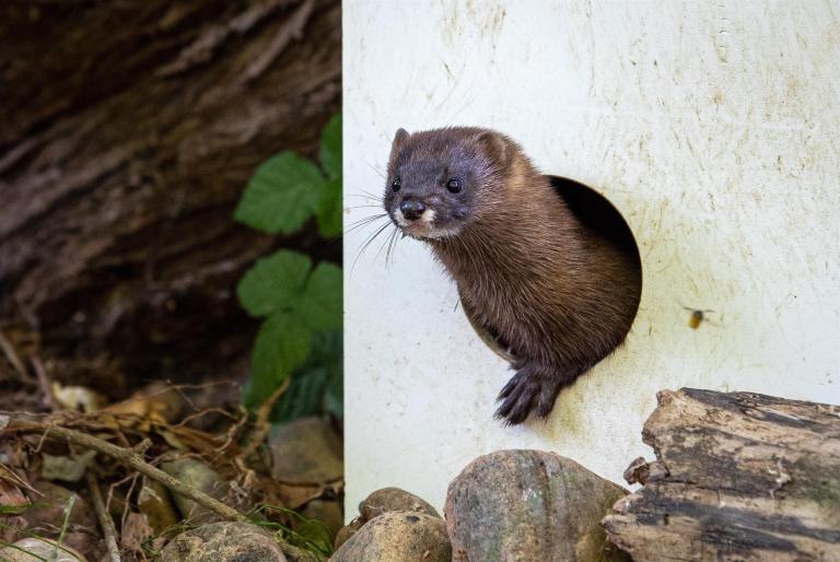 Liberan cinco ejemplares de visón europeo, para recolonizar una zona de ...