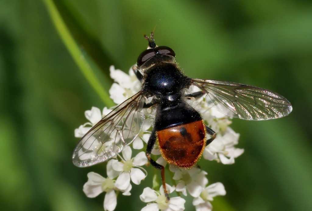 El 37% de los sírfidos en Europa están en peligro de extinción