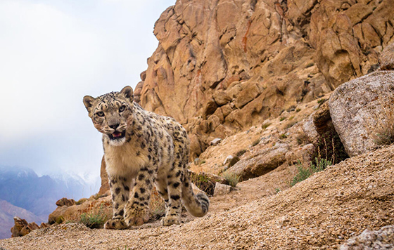 Quedan menos de 4000 ejemplares del leopardo de las nieves