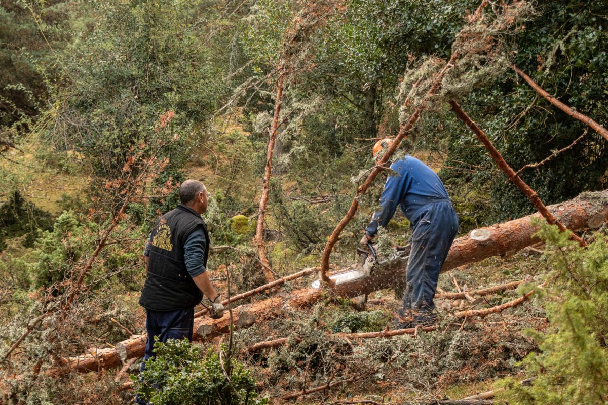 Madereros, un oficio para limpiar el bosque que fija población rural ...