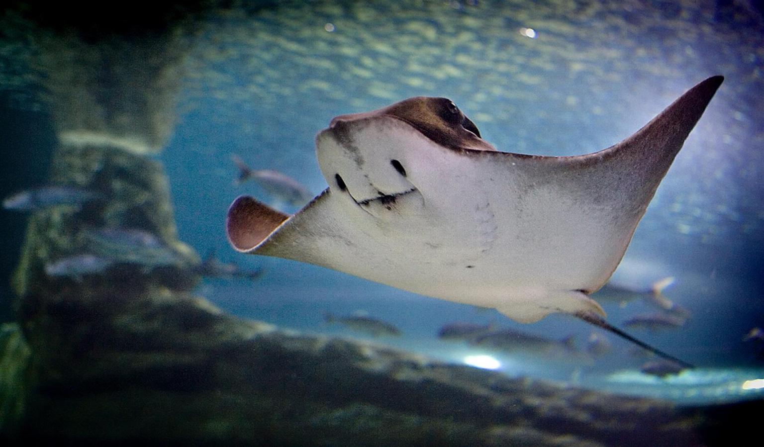 Ecuador, hogar de la población más grande de manta rayas