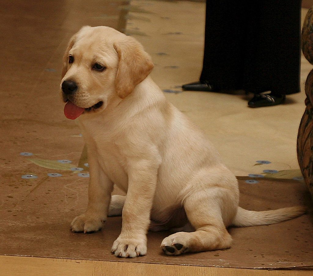 La ley animal cosecha aun más detractores y aumenta el riesgo de sucumbir