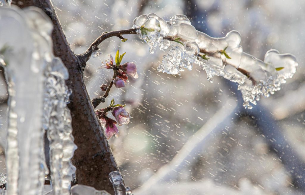 Sorprendentes 'iglús' protegen del frío la flor de frutales en Murcia ...