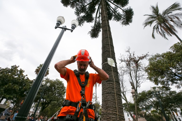 Trepar árboles, acción para conservar los más de 400 patrimoniales de ...