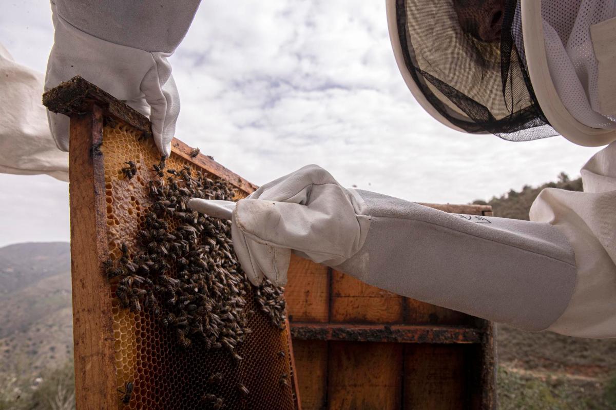 Arranca un proyecto para "repoblar" España con 47 millones de abejas ...