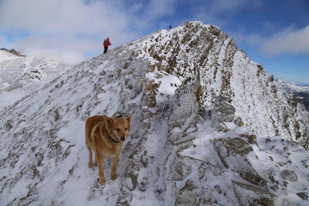 Un perro logra sobrevivir 16 días enriscado en la Montaña Central Leonesa