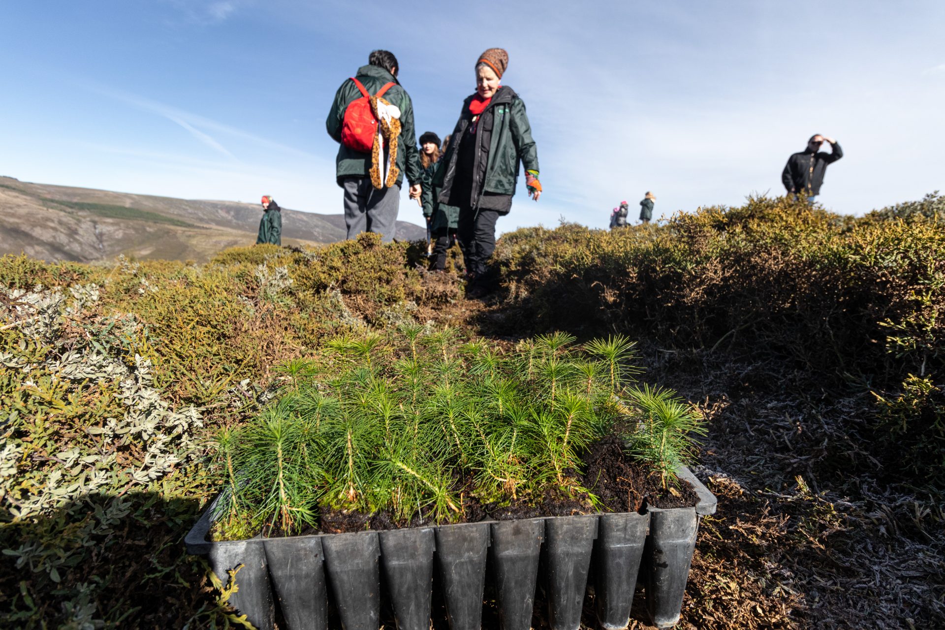 Reforestar, una forma de reparar "traumas" y favorecer la integración ...
