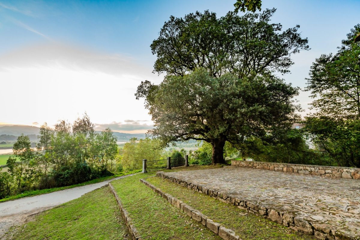 La encina de Colindres (Cantabria) recibe la visita de "Tree Hunter"