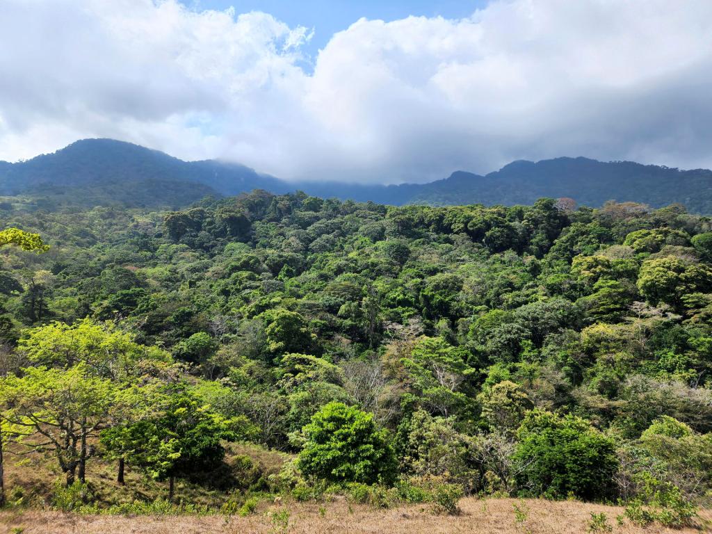 Chucantí, una reserva en el Darién de Panamá con una biodiversidad ...