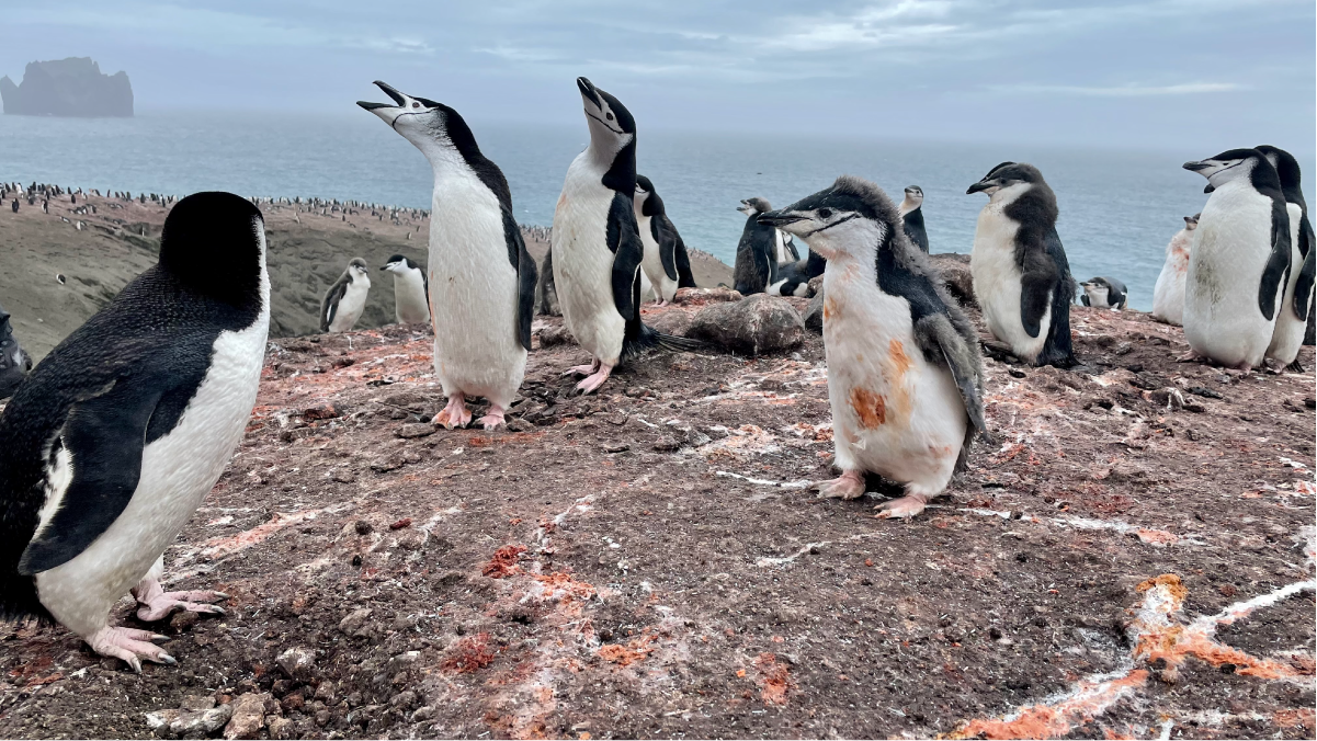 Los pingüinos son clave para reciclar el hierro en las aguas de la ...