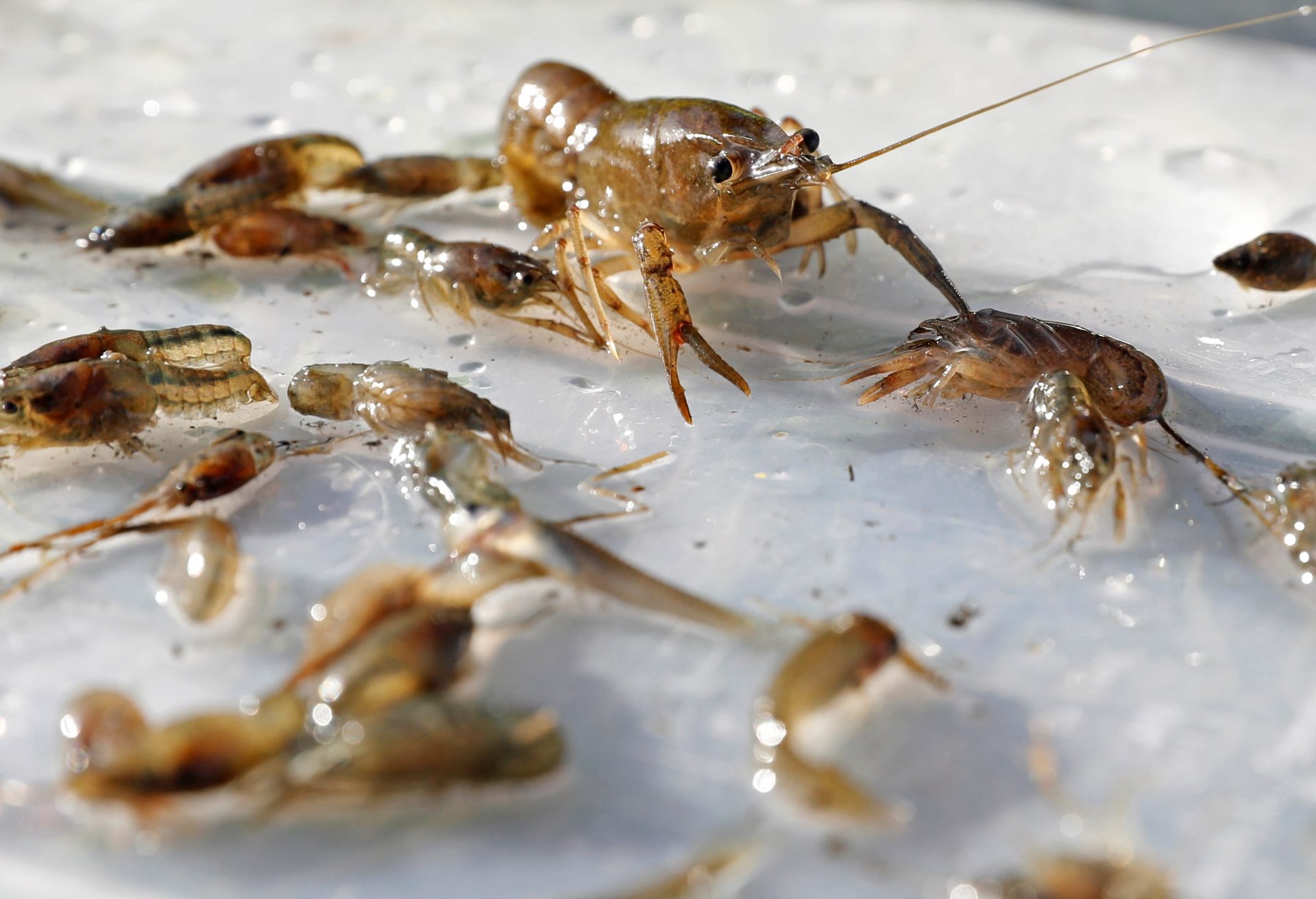 El 16,2 % de las extinciones de especies se deben a las invasoras exóticas
