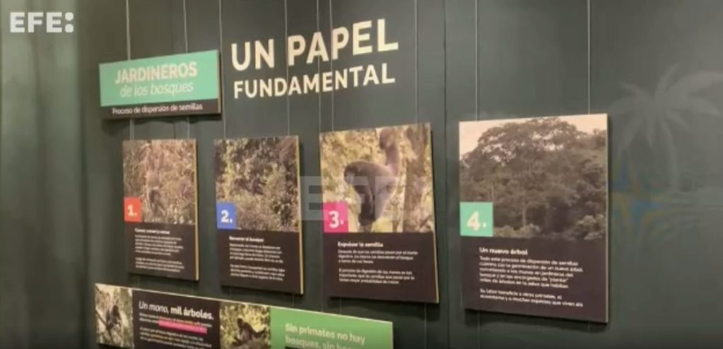 "Salvando Primates", la experiencia que conecta a Colombia con su fauna ...