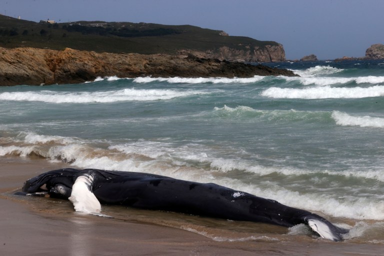 Aparece una ballena de 10 metros de largo muerta en una playa de Ferrol ...