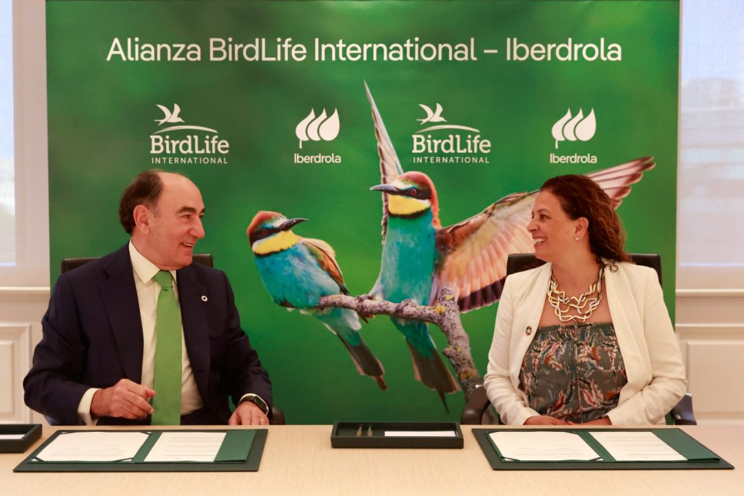 Birdlife International e Iberdrola se alían para proteger la ...