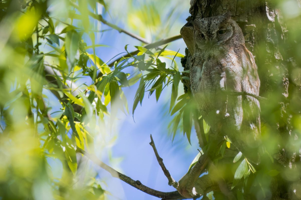 El autilllo: un ave que canta como el sonar de un submarino